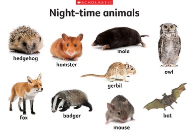 Night-time animals – Early Years teaching resource - Scholastic
