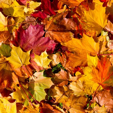 Autumn poems – Early Years teaching resource - Scholastic