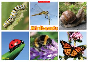 Minibeasts – minibeasts poster - Scholastic Shop