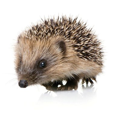 Wildlife habitats – Early Years teaching resource - Scholastic