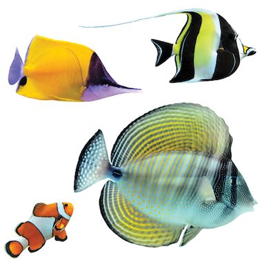 Big fish fun – Early Years teaching resource - Scholastic