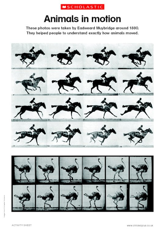 Animals in motion - Scholastic Shop