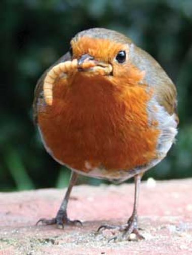 Birds assembly – Primary KS1 & KS2 teaching resource - Scholastic