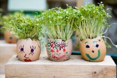 Cress head competition - Scholastic