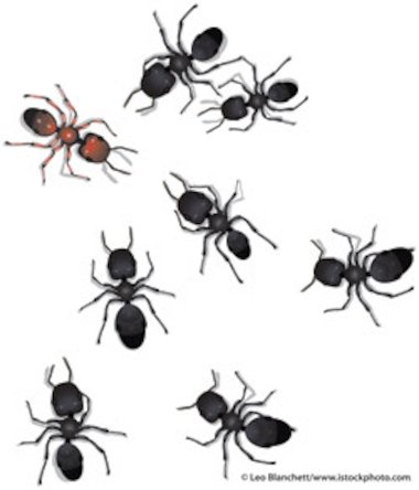 Minibeasts: Minibeast madness – Early Years teaching resource - Scholastic