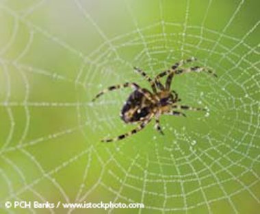 Minibeasts: Along came a spider – Early Years teaching resource ...