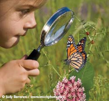 Minibeasts: Legs and wings… and things! – Early Years teaching resource ...