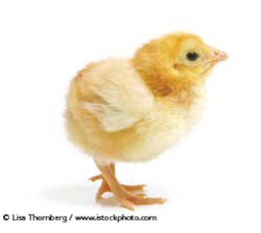 Easter ‘egg’stravaganza – Early Years teaching resource - Scholastic