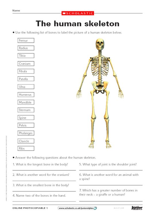 The human skeleton – quiz - Scholastic Shop