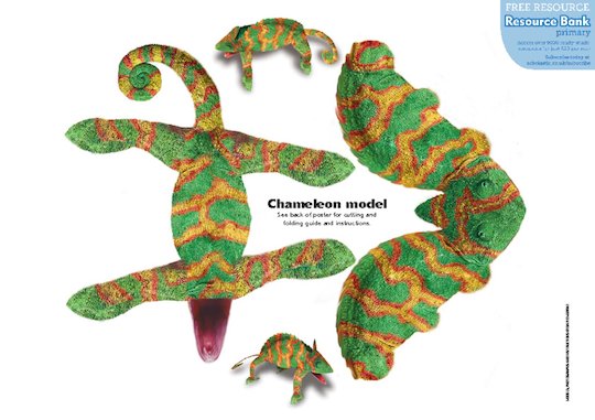 Paper model animals: Chameleon - Scholastic Shop
