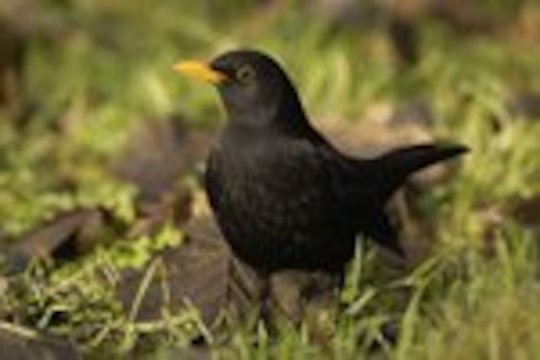 Blackbird call - Scholastic Shop