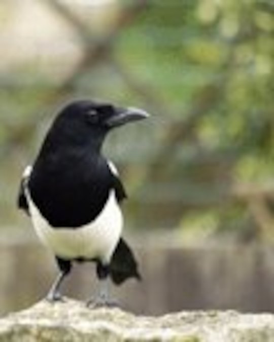 Magpie call - Scholastic Shop