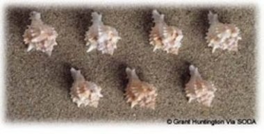 Find the pairs – Early Years teaching resource - Scholastic