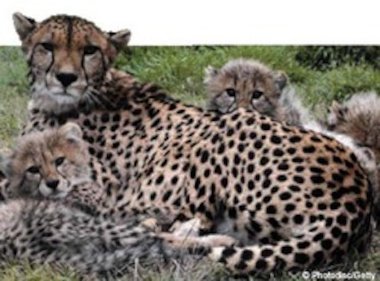 Circle of life – Primary KS1 teaching resource - Scholastic