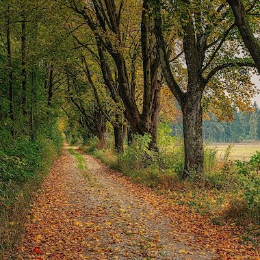 Autumn assembly – Primary KS1 & KS2 teaching resource - Scholastic