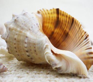 Sizes in the sand – Primary KS1 teaching resource - Scholastic