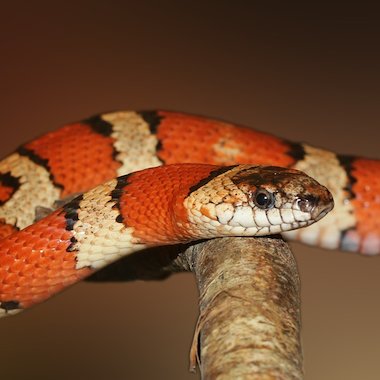 Wriggly words – teaching resource - Scholastic