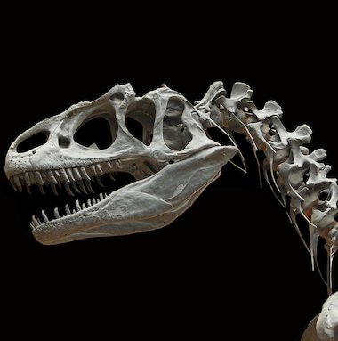 Chomp and chew – Dinosaurs – Primary KS1 teaching resource - Scholastic