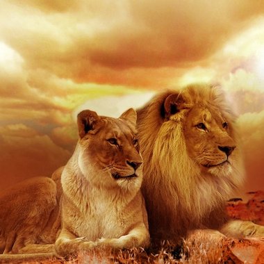 Hoppy and Poppy go on safari – teaching resource - Scholastic