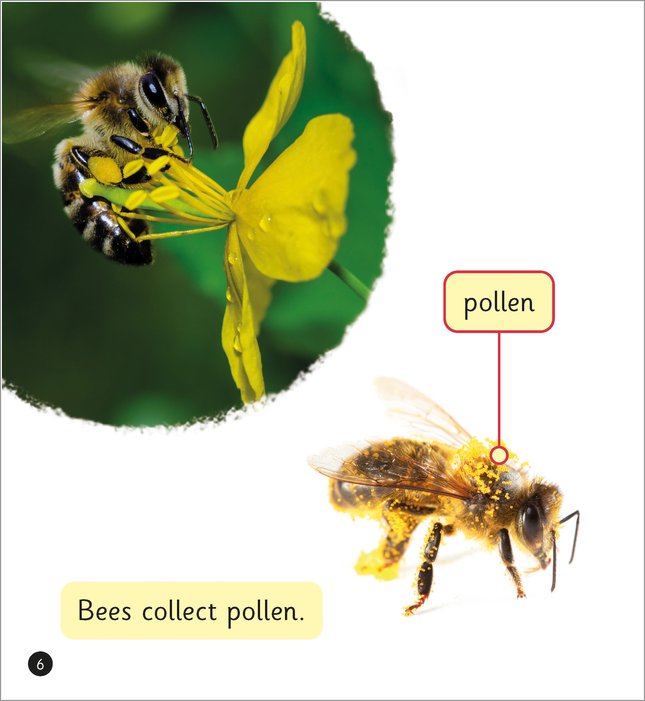 Phonics Book Bag Readers Non-fiction: Interesting Insects (Set 7 ...